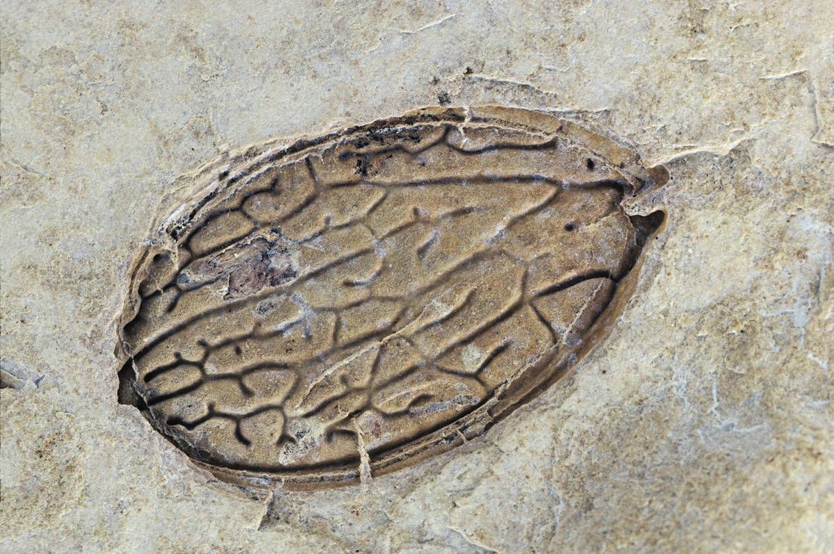 Research - Del Bem Lab